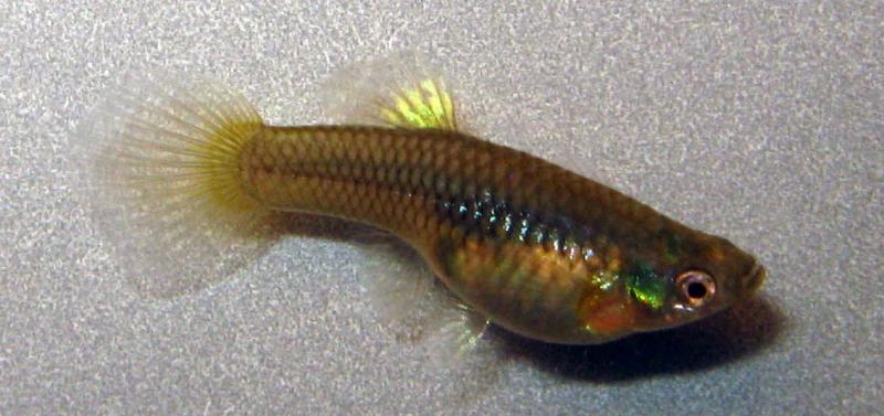 Tiger Endlers - Breeding Project | Tropical Aquariums SA