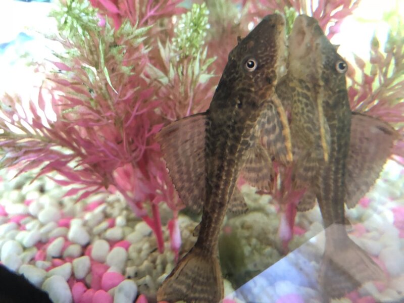 pleco colour | Tropical Aquariums SA