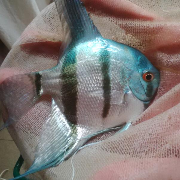 Philippine blue angels | Tropical Aquariums SA