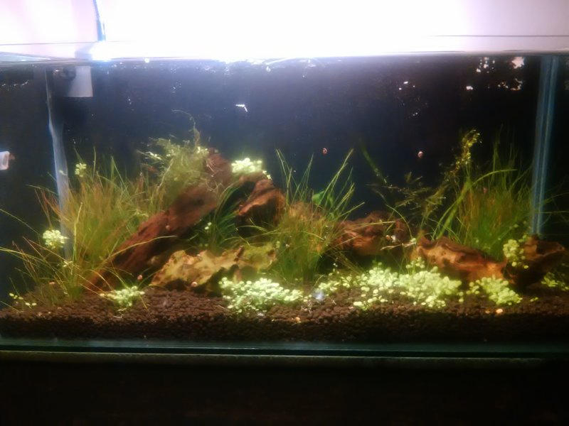 1Ft low tech planted tank | Tropical Aquariums SA