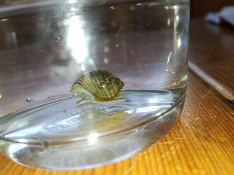 Striped Snail ID needed. | Tropical Aquariums SA