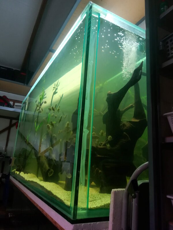 For Sale: - 2.2m x .600w x 1.1m h. Fish Tank | Tropical Aquariums SA