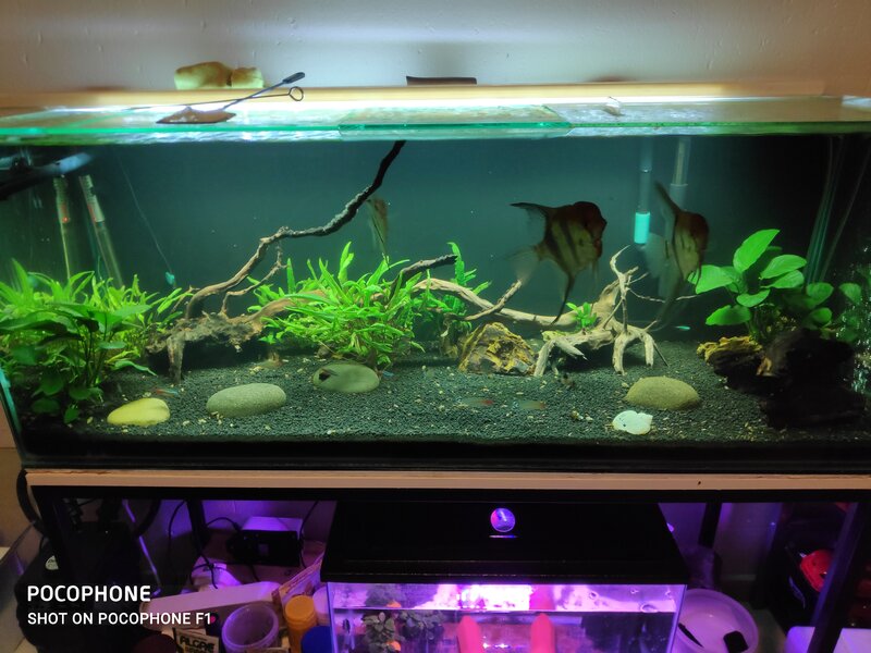 For Sale: - 4FT Complete setup | Tropical Aquariums SA