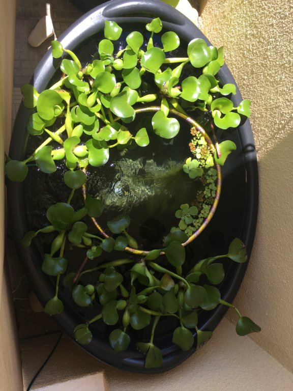 Summer tub | Tropical Aquariums SA