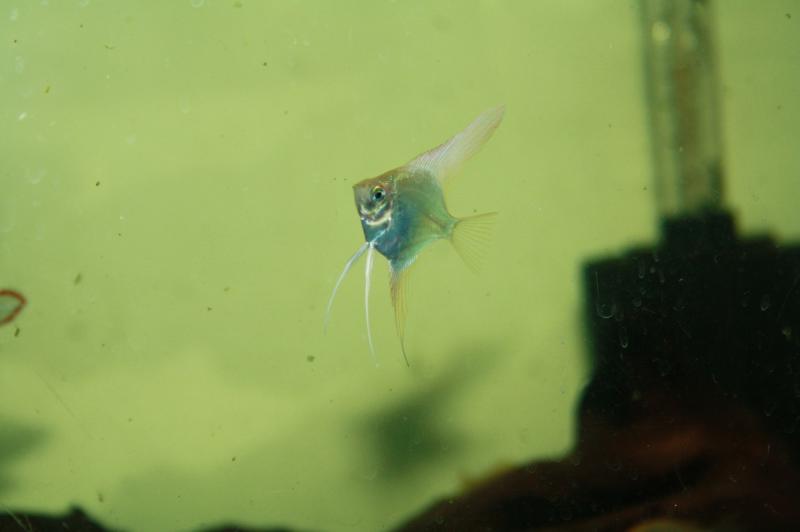 Philippine blue angels | Tropical Aquariums SA