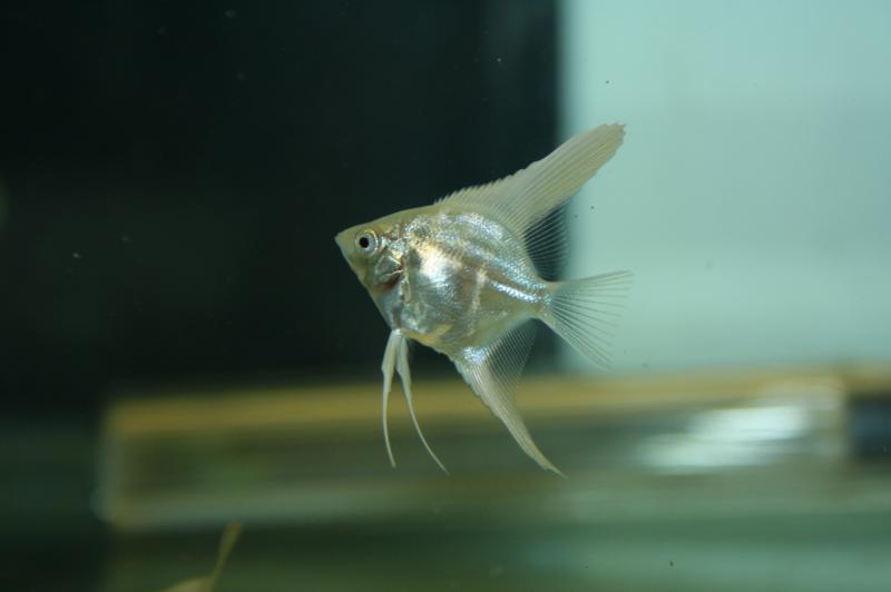 Philippine blue angels | Tropical Aquariums SA