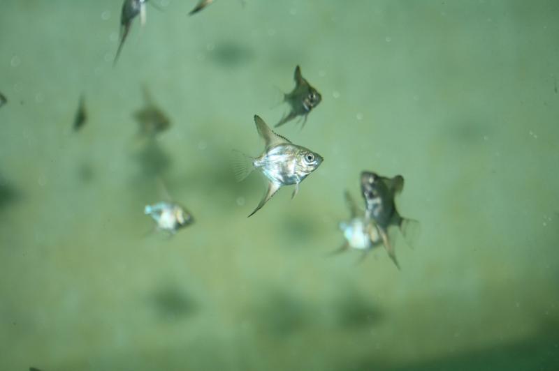 [FS]: Philippine Blue angels, Somerset West | Tropical Aquariums SA