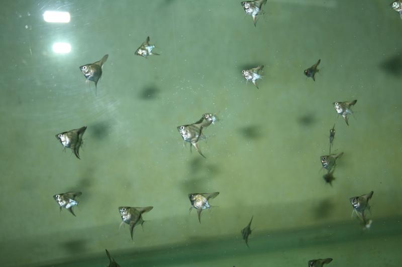 [FS]: Philippine Blue angels, Somerset West | Tropical Aquariums SA