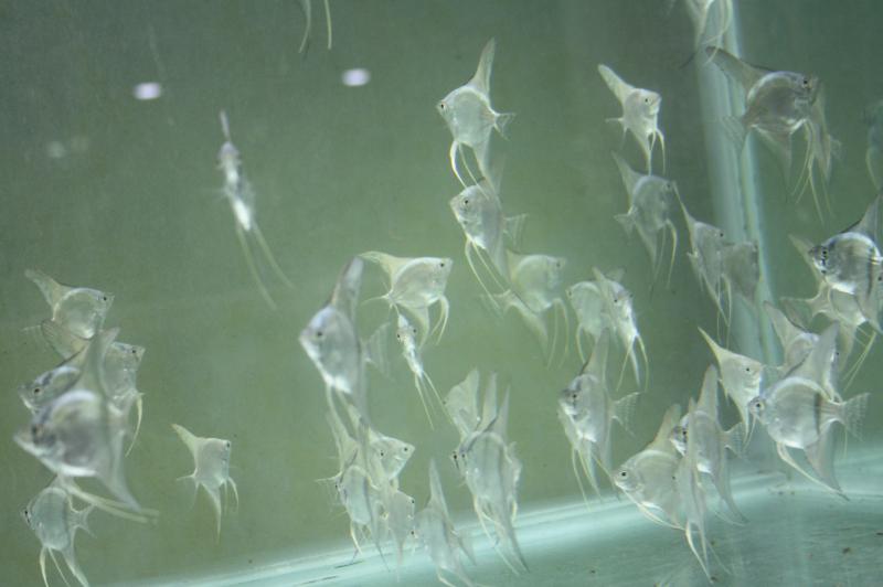 [FS]: Philippine Blue angels, Somerset West | Tropical Aquariums SA