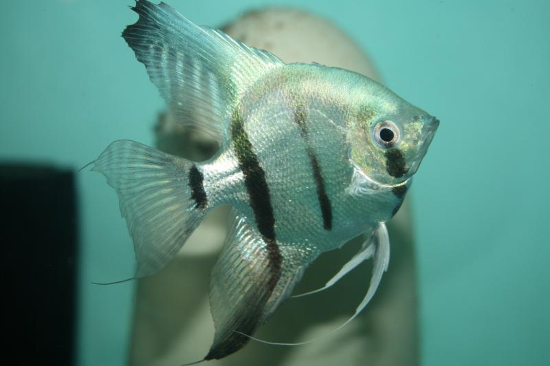 [FS]: Philippine Blue angels, Somerset West | Tropical Aquariums SA