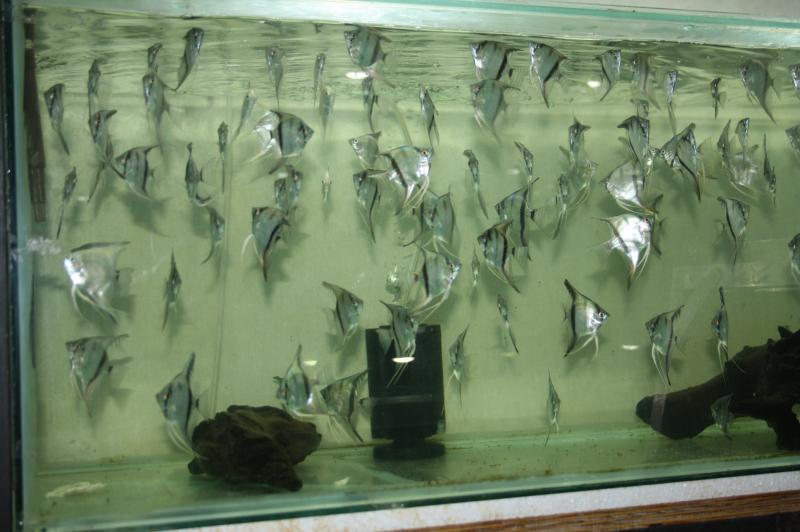 Philippine blue angels | Tropical Aquariums SA