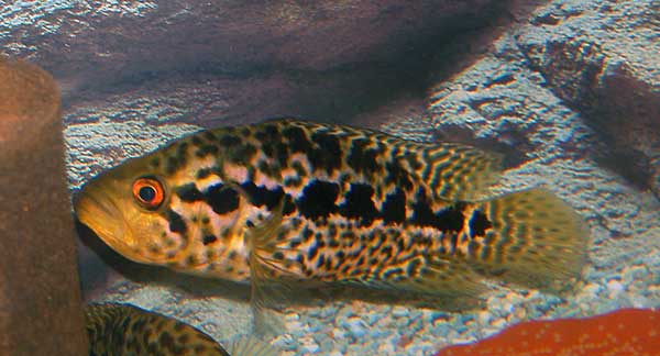 Wild caught fish forsale | Tropical Aquariums SA