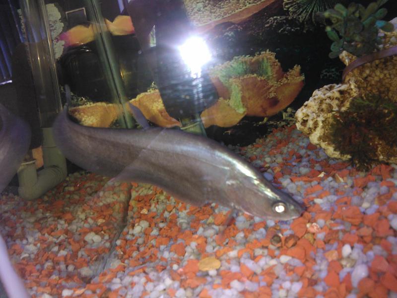 [FS]: African Knife Fish, Pretoria East | Tropical Aquariums SA