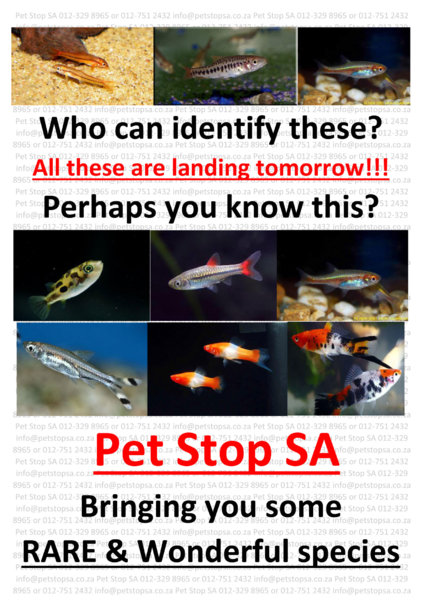 RARE & exciting fish arriving @ Pet Stop SA | Tropical Aquariums SA