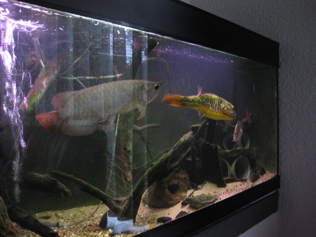 Arowana and MBU puffer fish | Tropical Aquariums SA