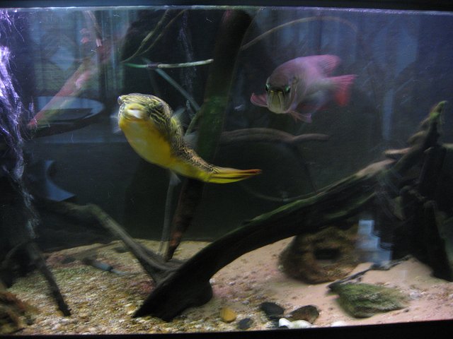 Arowana and MBU puffer fish | Tropical Aquariums SA
