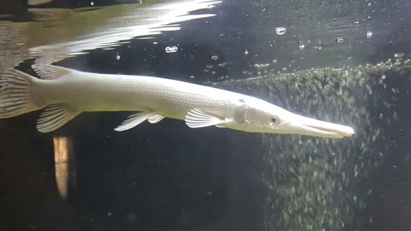 Platinum Gar | Tropical Aquariums SA