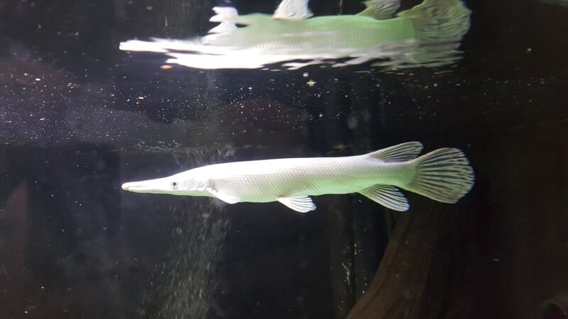Platinum Gar | Tropical Aquariums SA