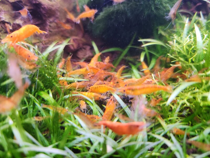 For Sale: - Yellow and Orange Pumpkin Shrimp | Tropical Aquariums SA