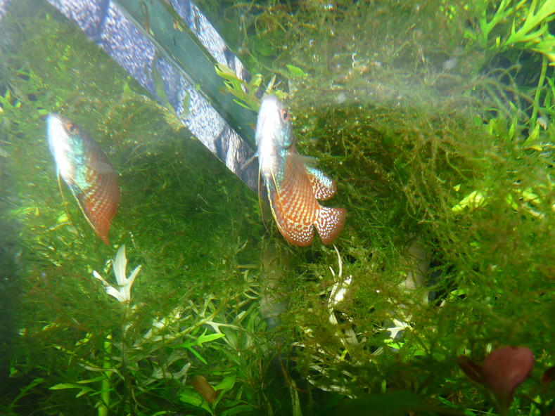 Dwarf Gourami building bubble nest | Tropical Aquariums SA