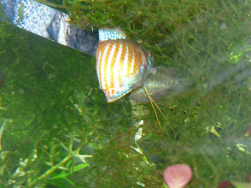 Dwarf Gourami building bubble nest | Tropical Aquariums SA