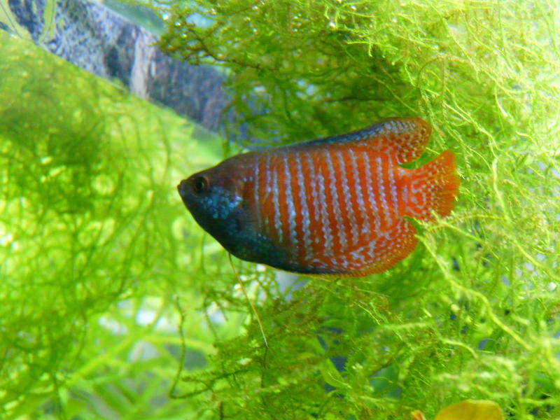 Dwarf Gourami building bubble nest | Tropical Aquariums SA