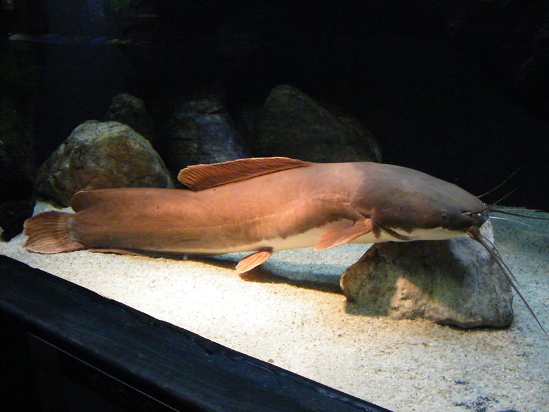 National Zoo - visit to the aquarium? | Tropical Aquariums SA