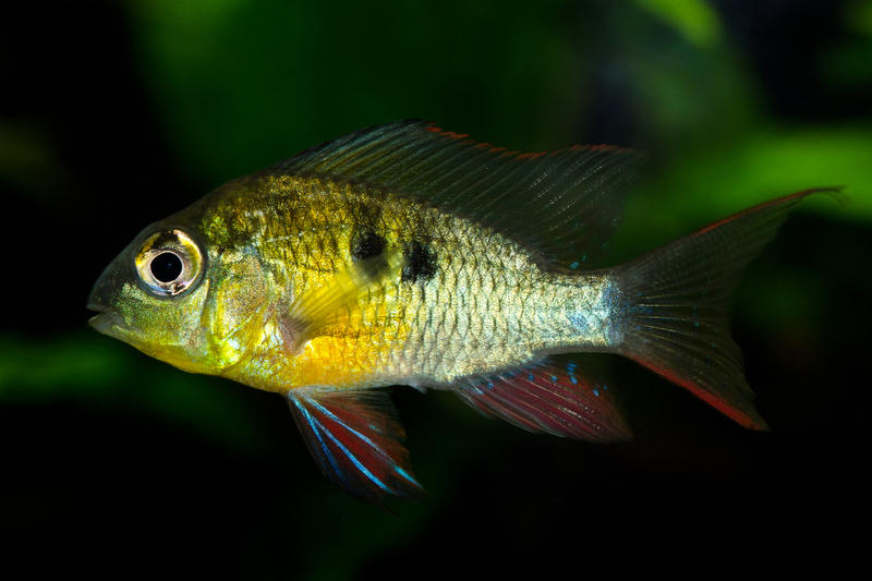 Sexing Bolivian Rams | Tropical Aquariums SA