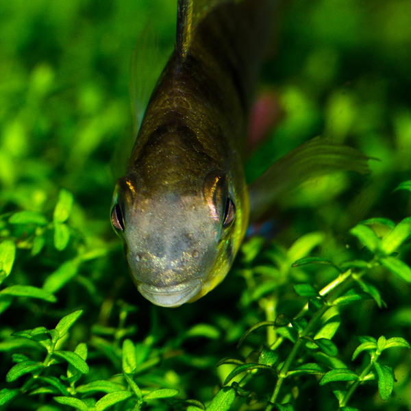 Sexing Bolivian Rams | Tropical Aquariums SA