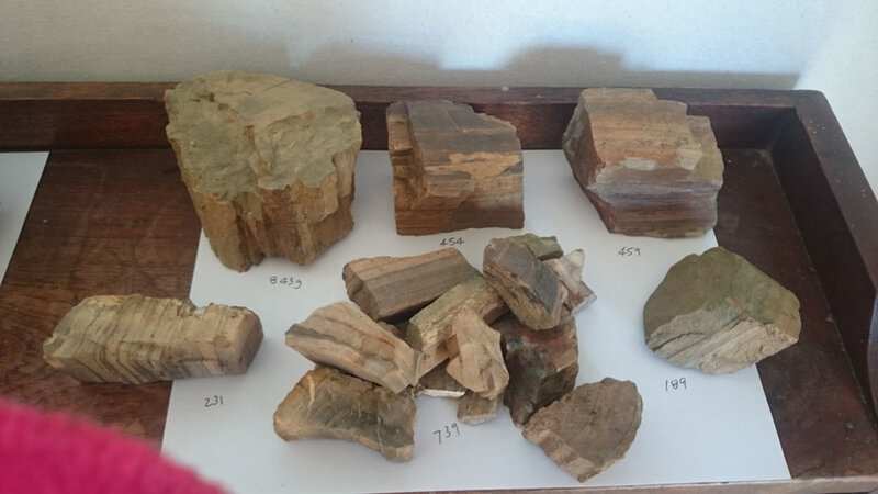 For Sale: - Fossilized Wood Rocks | Tropical Aquariums SA