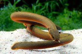 Rope Fish (Reed Fish) | Tropical Aquariums SA