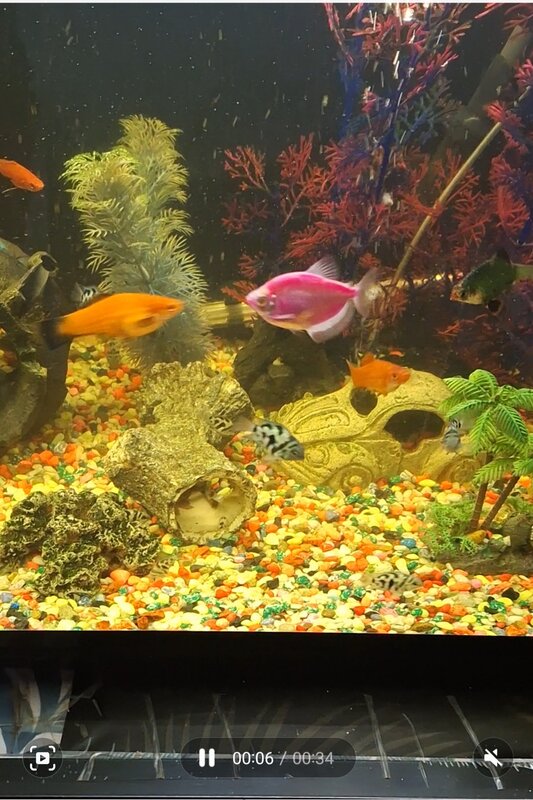 For Sale: - Complete 4ft setup with extras for sale | Tropical Aquariums SA