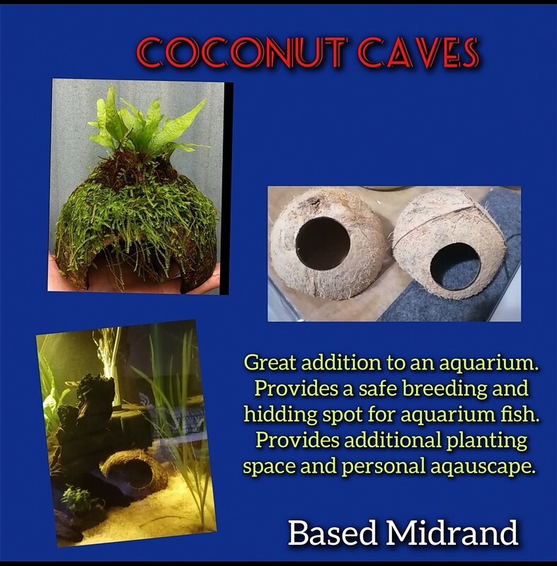 For Sale: - Coconut caves | Tropical Aquariums SA