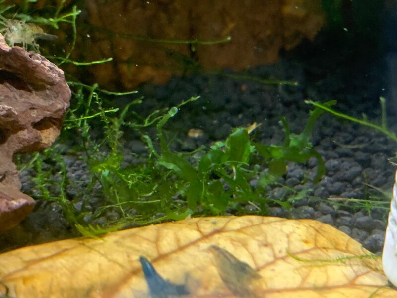 Bierman and Sons Shrimp Tank (Heavy Pic Load) | Tropical Aquariums SA