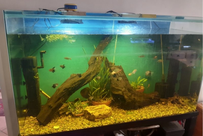 For Sale: - 4ft Tank and Heavy Duty Stand | Tropical Aquariums SA