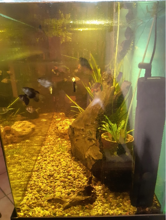 For Sale: - 4ft Tank and Heavy Duty Stand | Tropical Aquariums SA
