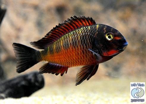 Tanganyika and Malawi Cichlid Import - September 2013 | Tropical ...