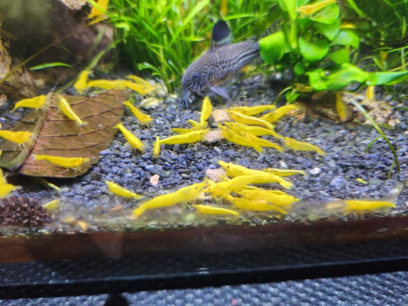 For Sale: - Yellow and Orange Pumpkin Shrimp | Tropical Aquariums SA