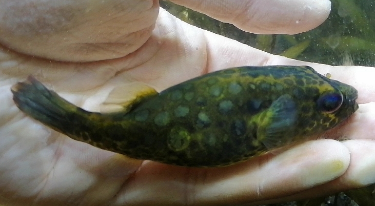 For Sale: - Abei's puffer fish | Tropical Aquariums SA