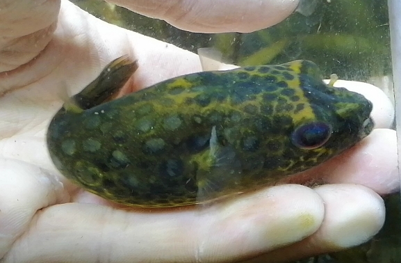 For Sale: - Abei's puffer fish | Tropical Aquariums SA